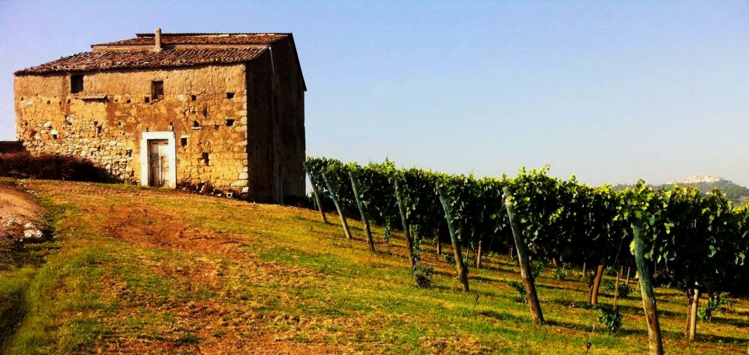Sannio & Irpinia Wines - Icnos Adventures - Gourmet tour
